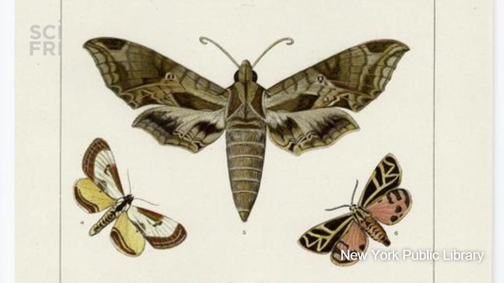 : From pollination to food webs, moths are more important to our ecos...