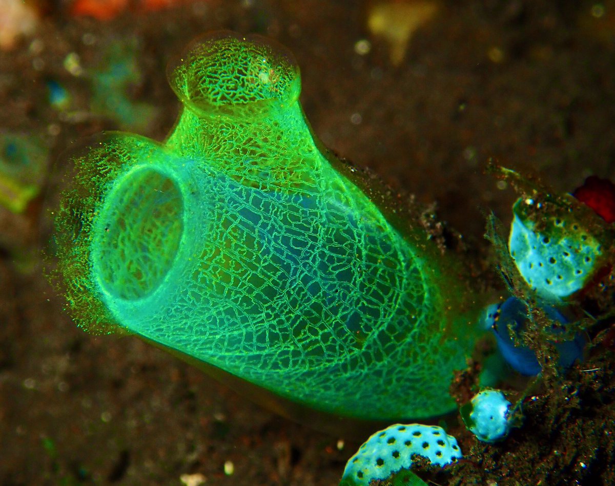 The Red Lined Bubble Snails Body Looks Epic As If It Were Made Of