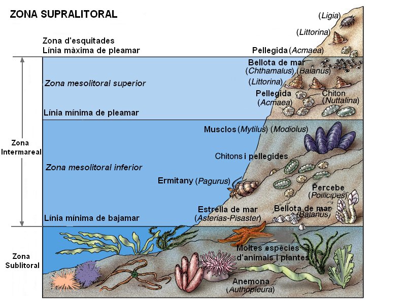 Diagrama De Zona Intermareal