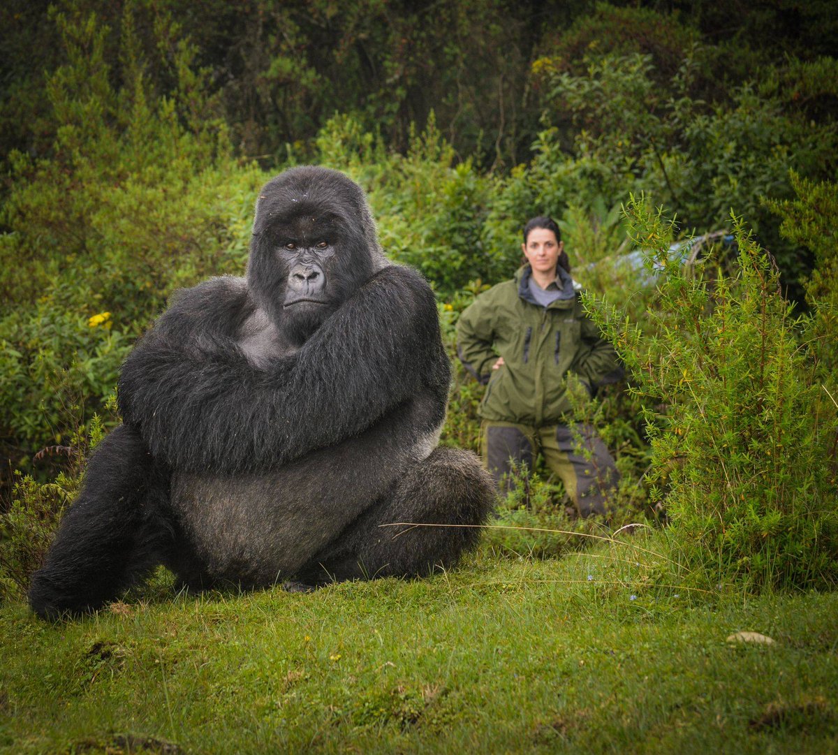 Gorilla Vs Human Size