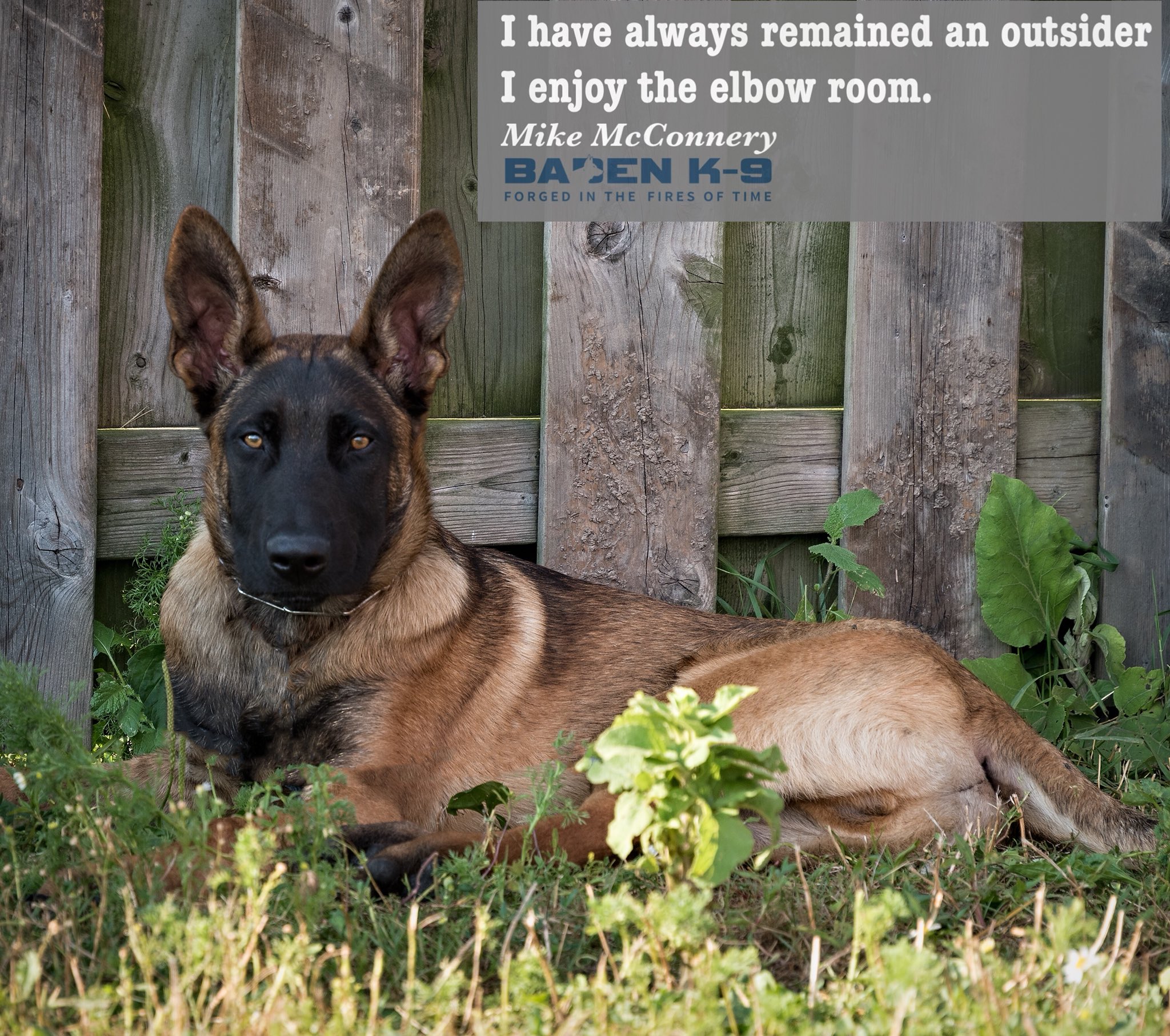 German Shepherd Protection Quotes Trust Your Dog: Police,