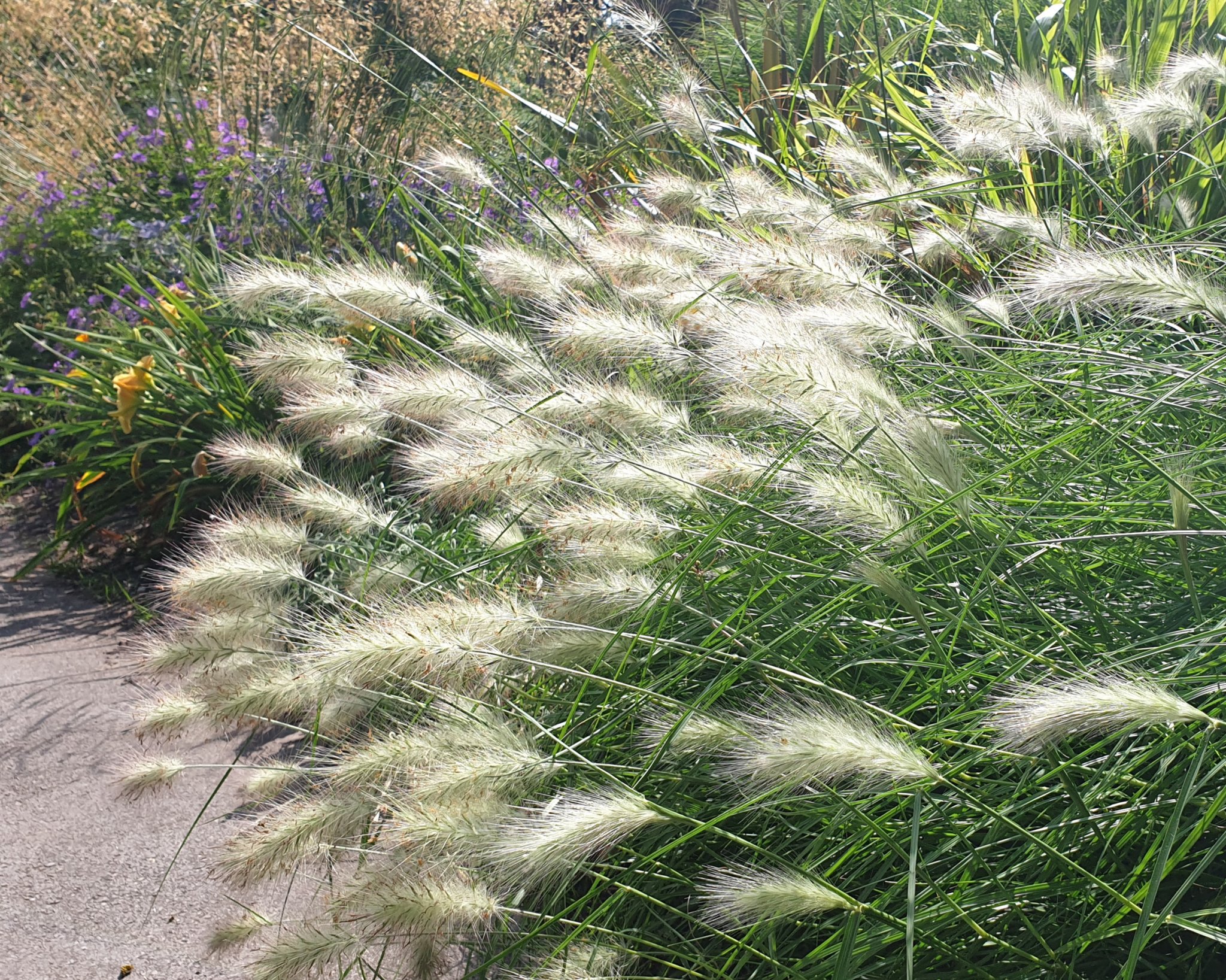 pennisetum-villosum