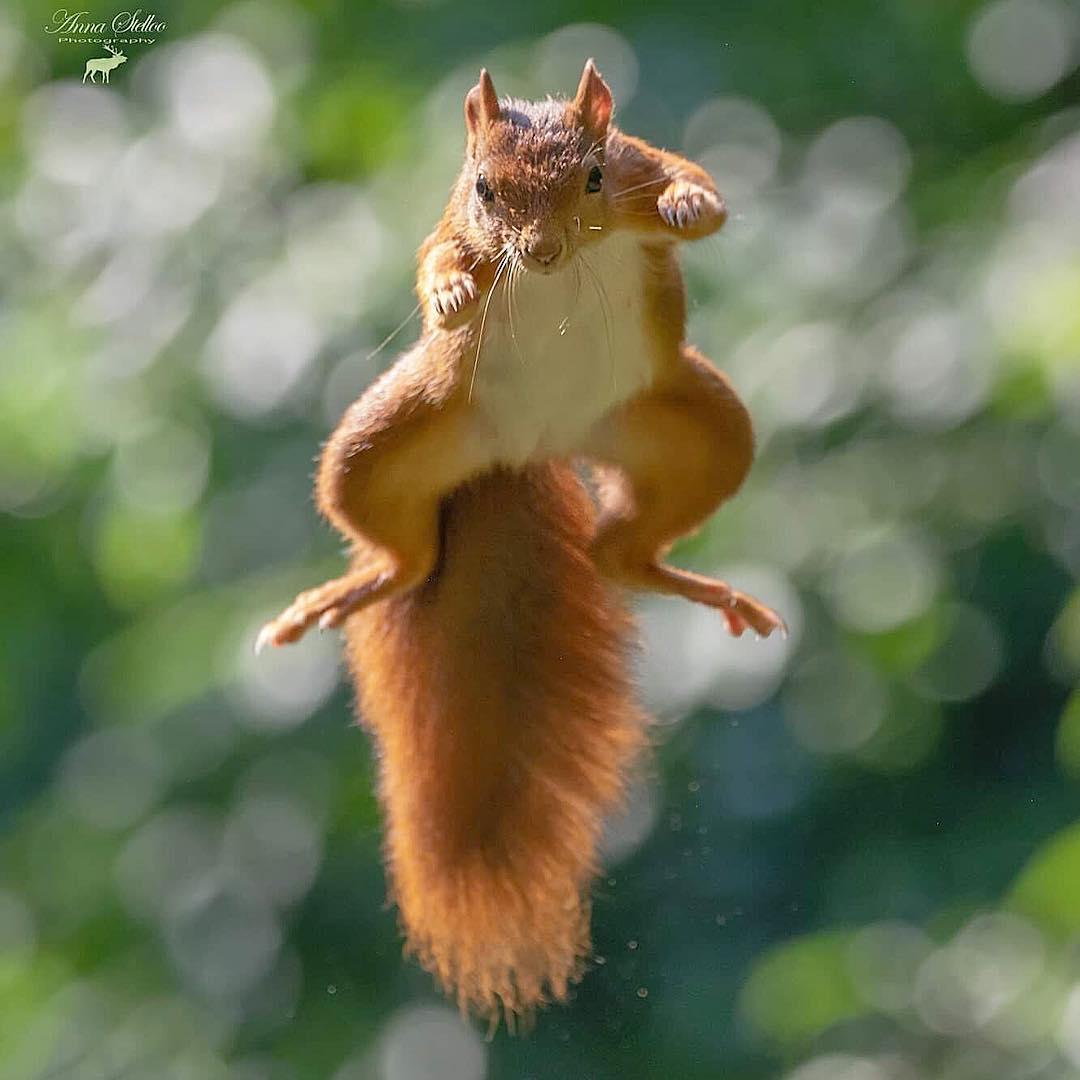 Ninja Flying Squirrel