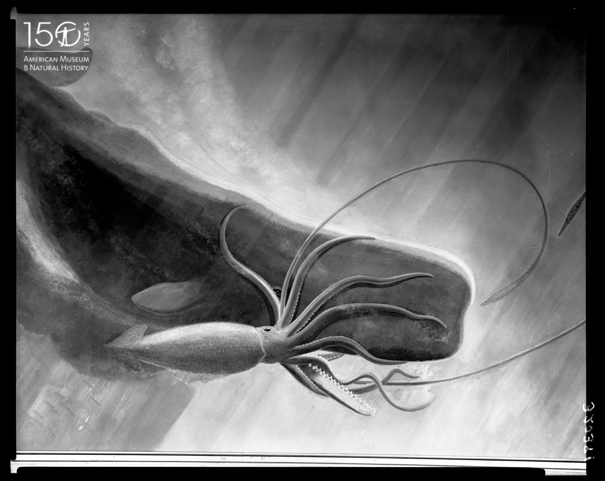 The Squid And The Whale Natural History Museum