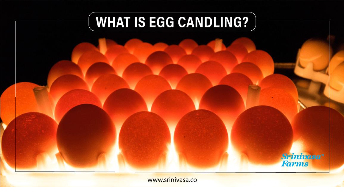 Grade A Egg Candling
