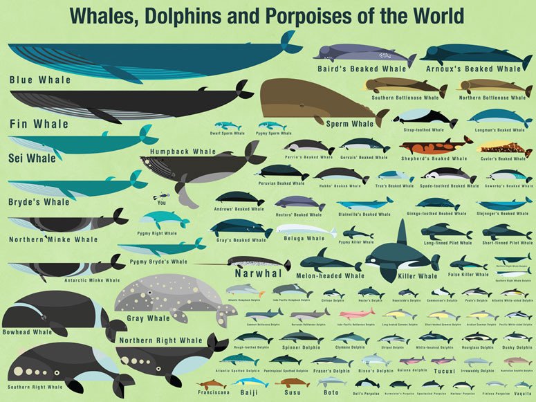 Types Of Toothed Whales