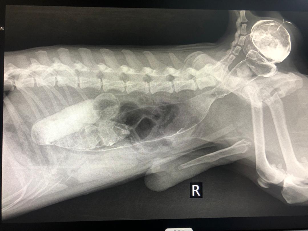 Perineal Hernia Canine