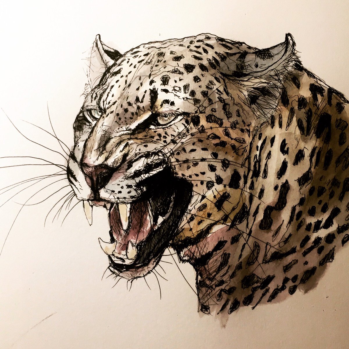Leopard Roar Drawing