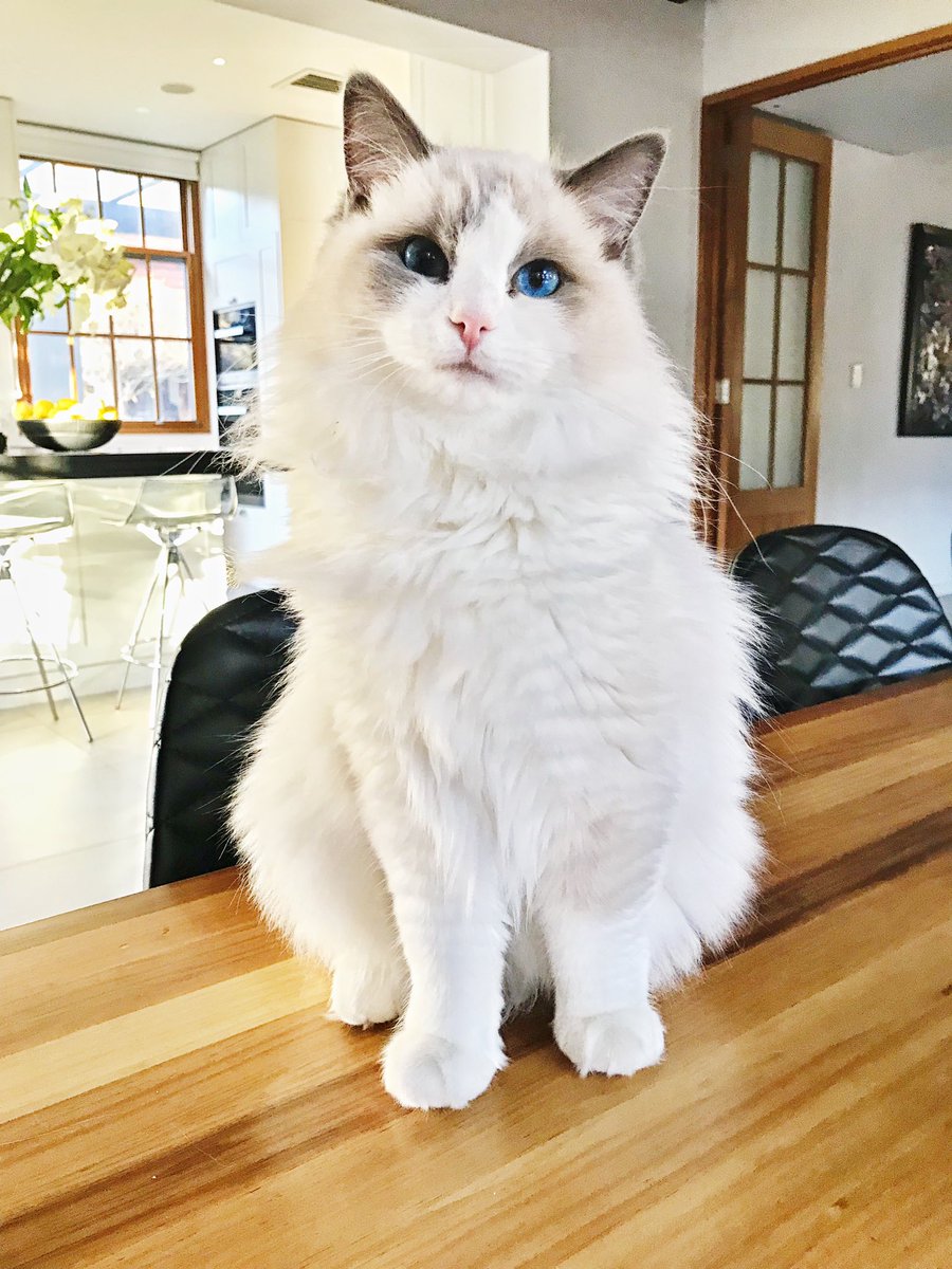 Liz Dotcom on Twitter: "Mecki Schnoodle Doodle Dotcom…