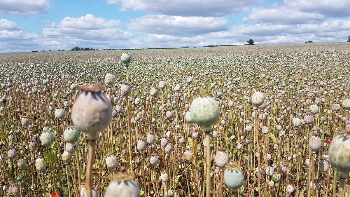 Heroin Poppy Field