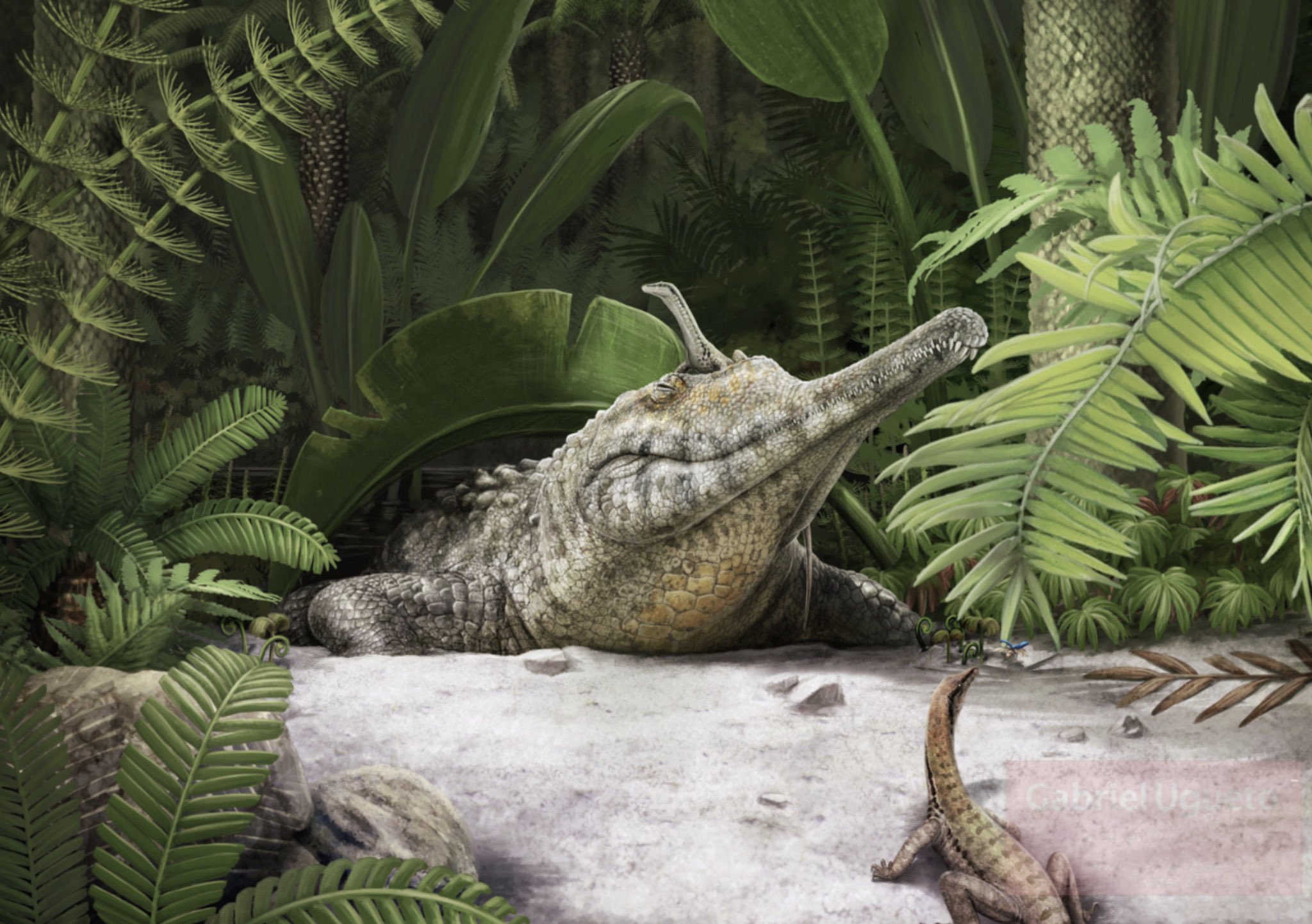 Rutiodon