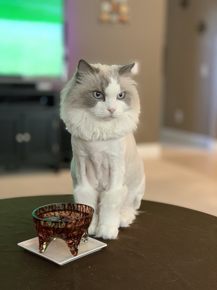 Liz Dotcom on Twitter: "Mecki Schnoodle Doodle Dotcom…