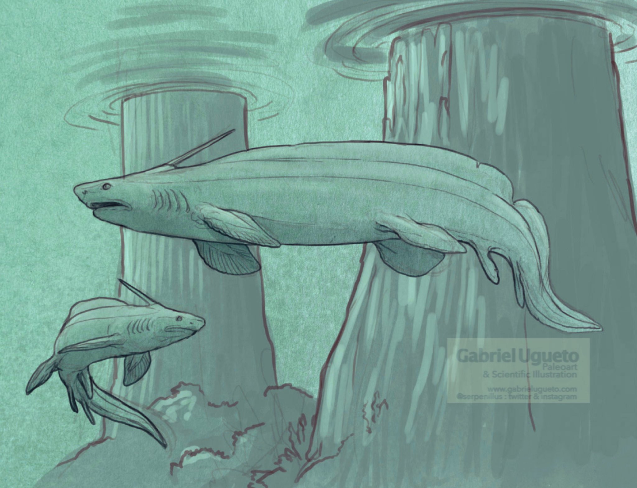 Xenacanthus Shark Photograph By Christian Darkin