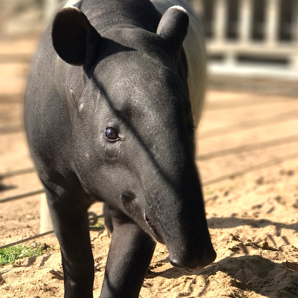 Malayan Tapir In The Wild