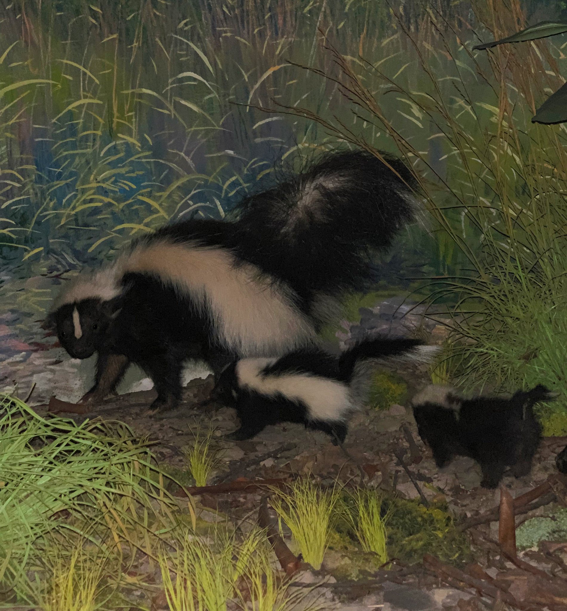 Striped Skunk Natural History