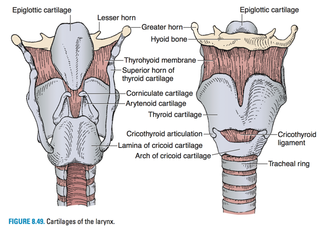 Hyoid Bone And Thyroid Gland Thyroid Disease Medic Drive