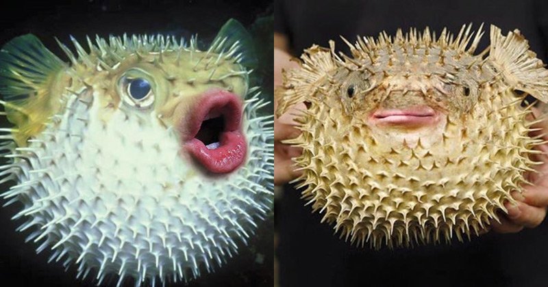 Puffer Fish Mouth