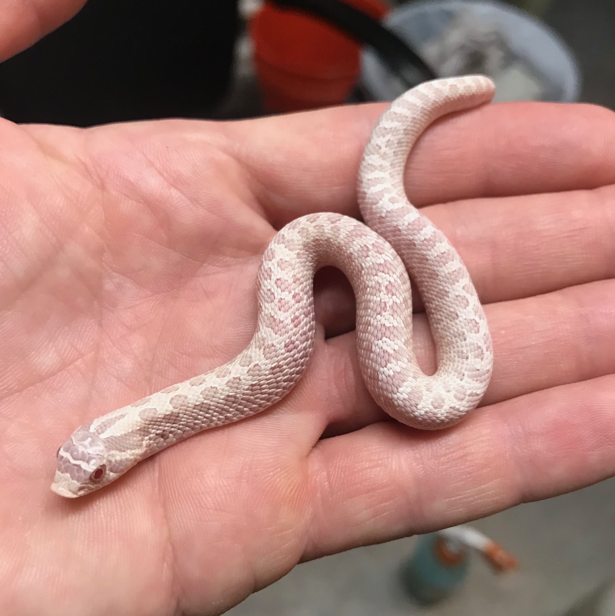 Baby Western Hognose Snake