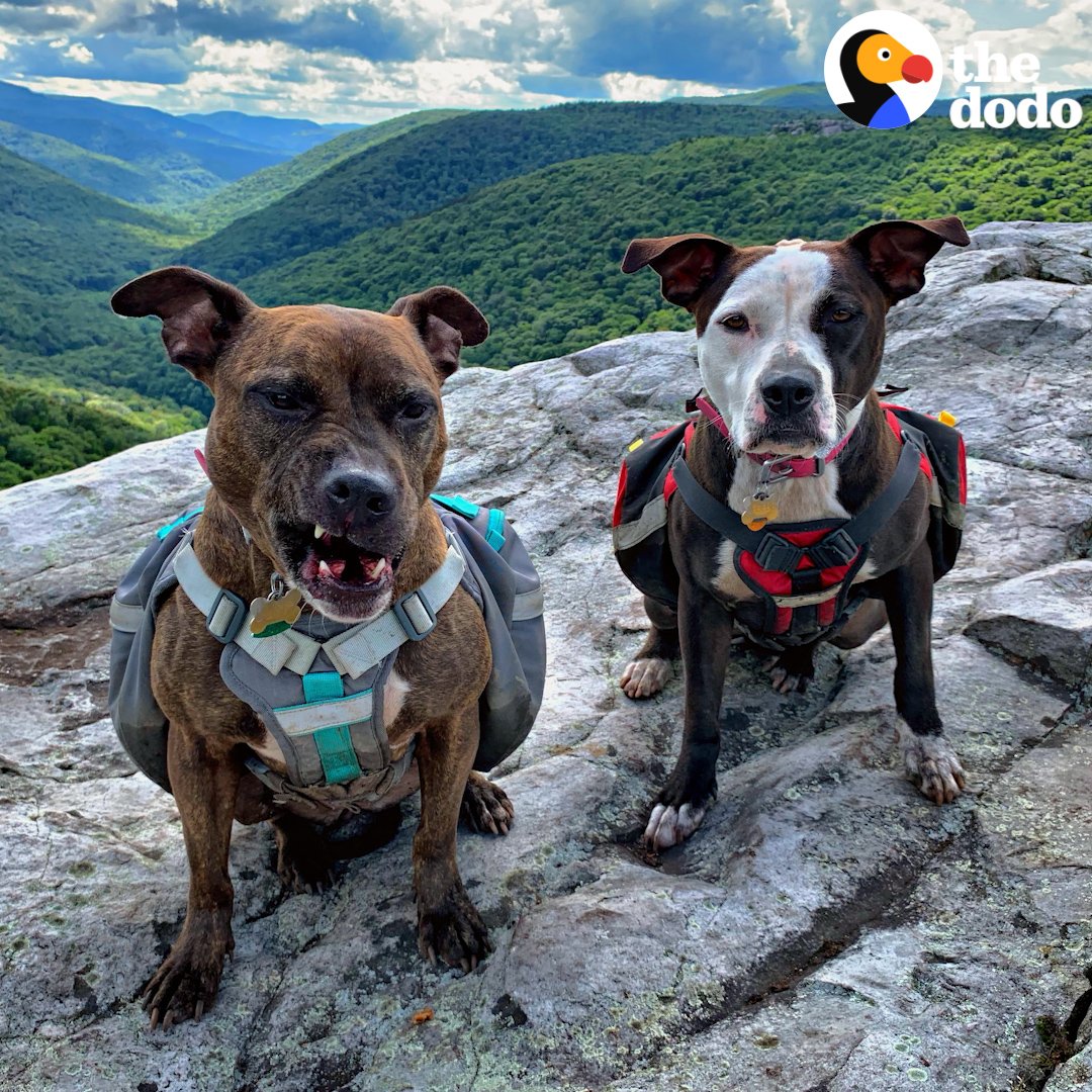 Every dog deserves an epic adventure ️ The Dodo @dodo