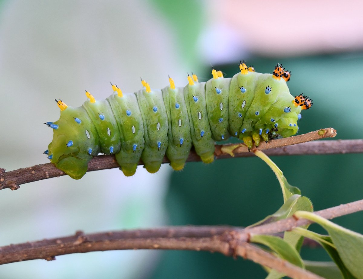 Cecropia Moth Caterpillar