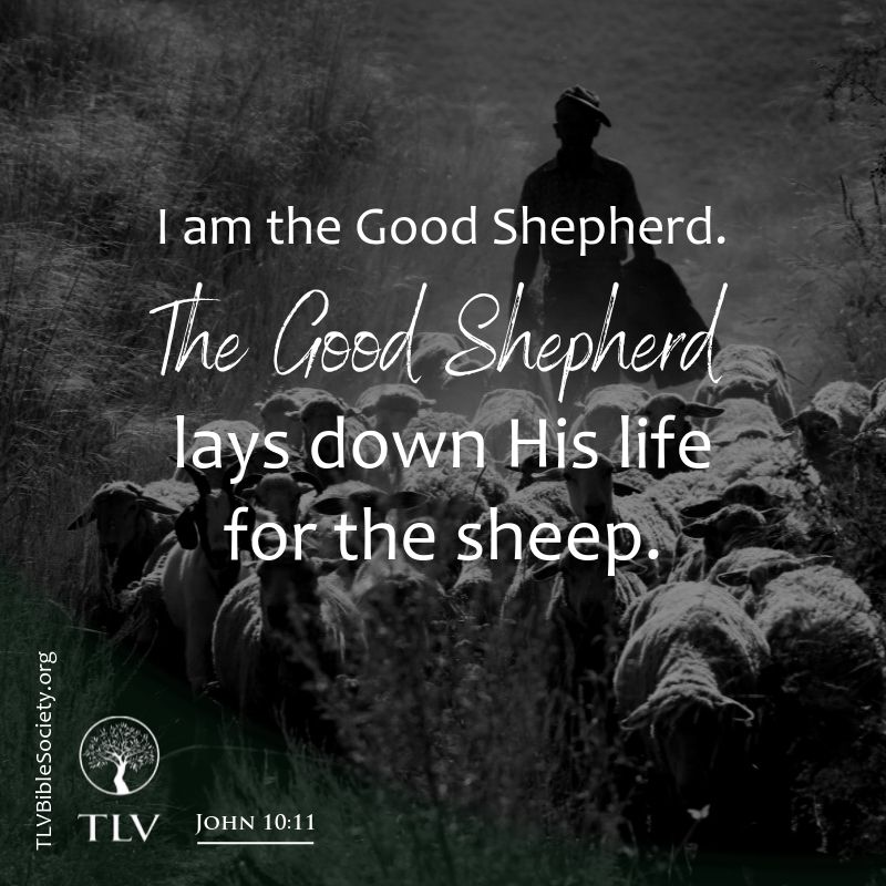 TLV Bible Society on Twitter: "I am the Good Shepherd. The Good ...