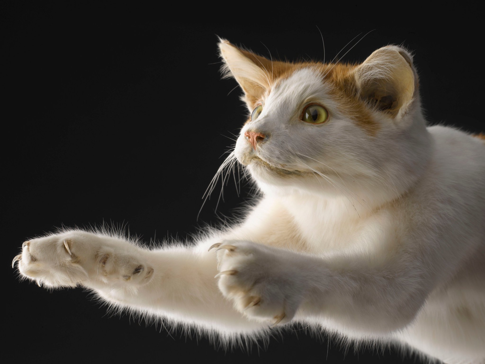 Cats With Seven Toes