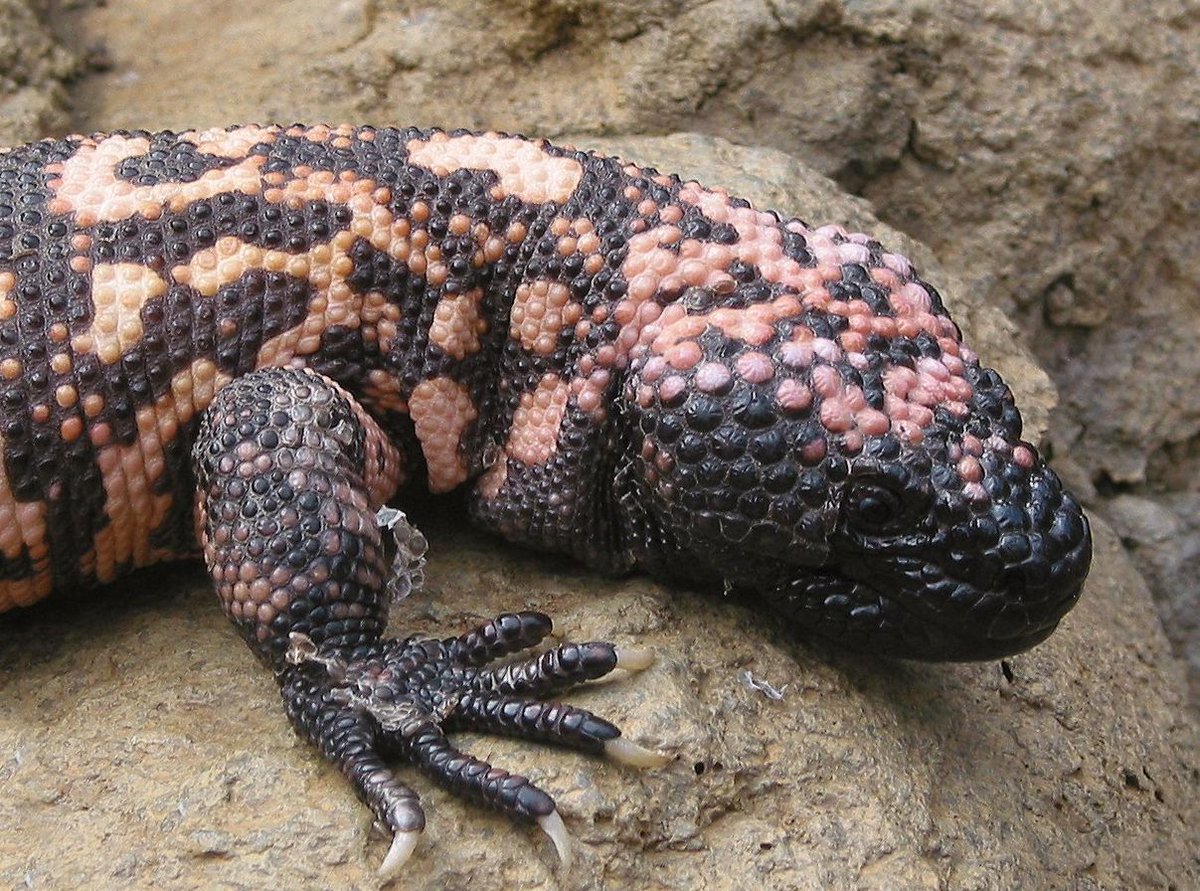 Gila Monster Lizard Bite