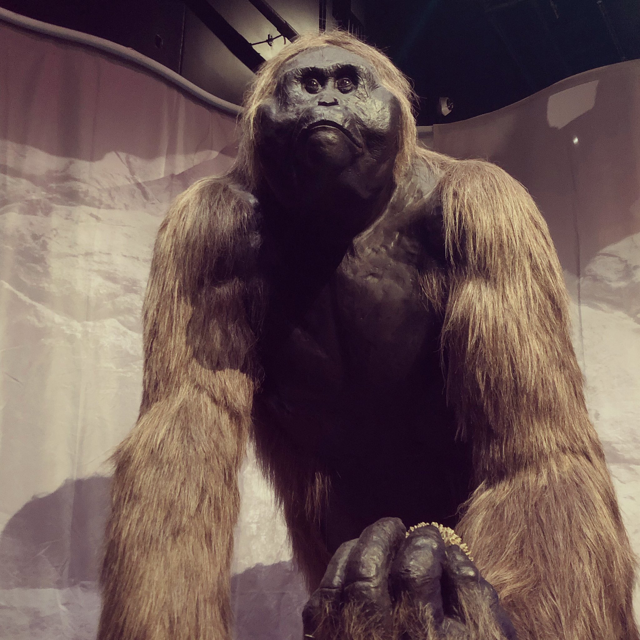 Gigantopithecus Still Alive