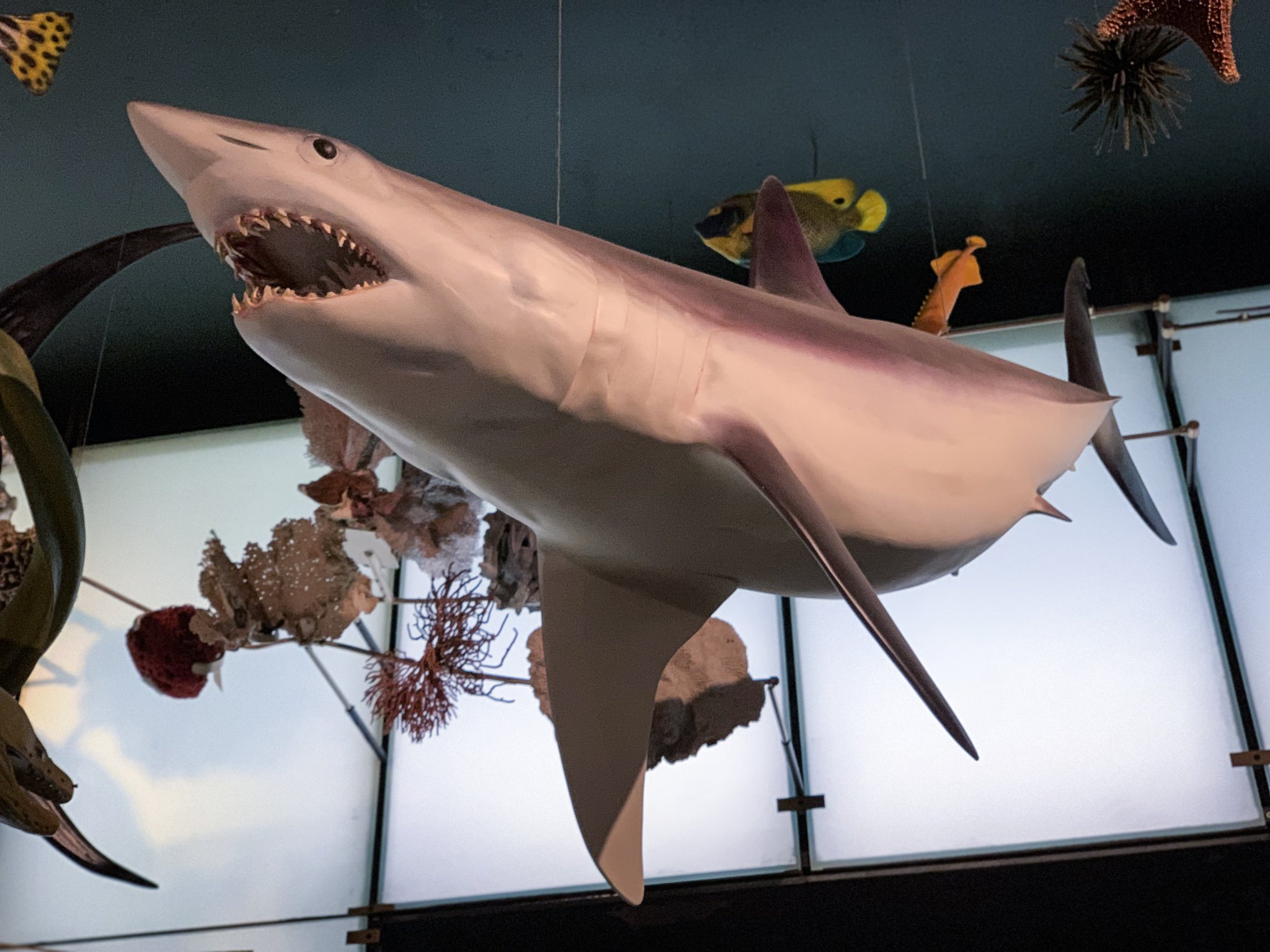 Mako Shark Information And History Preserved Shortfin Mako Shark Head