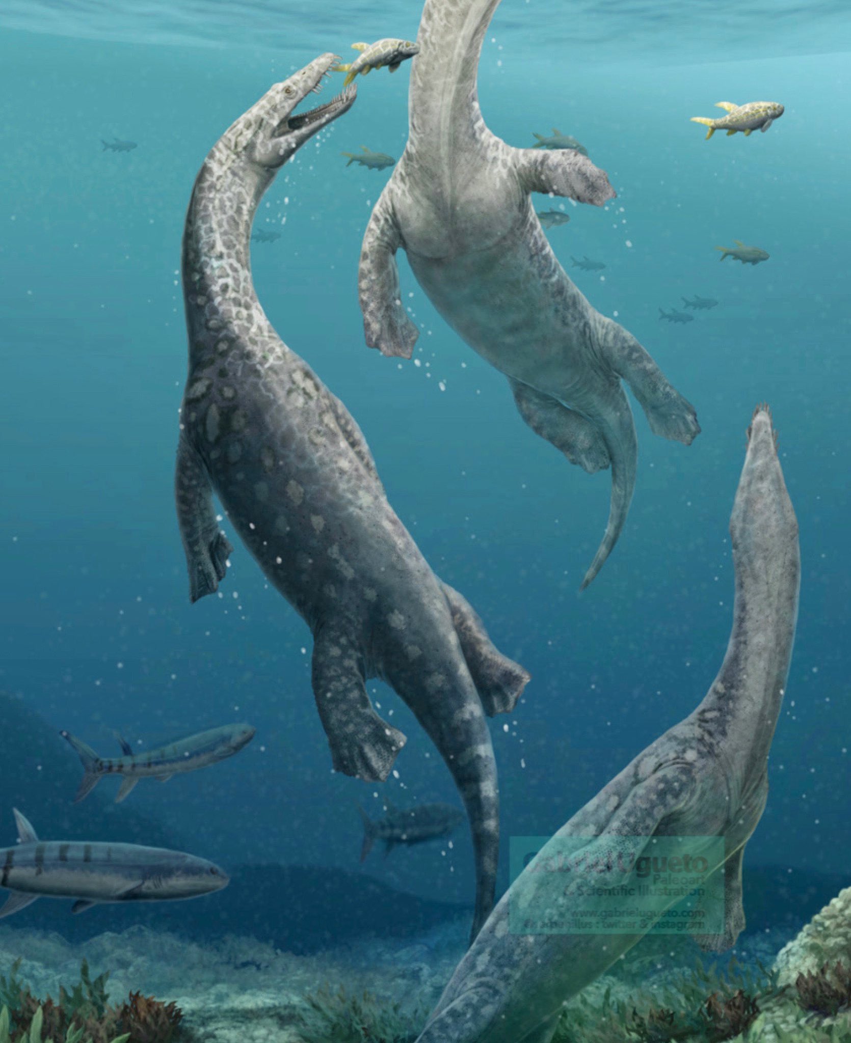 Nothosaurus Sea Monsters