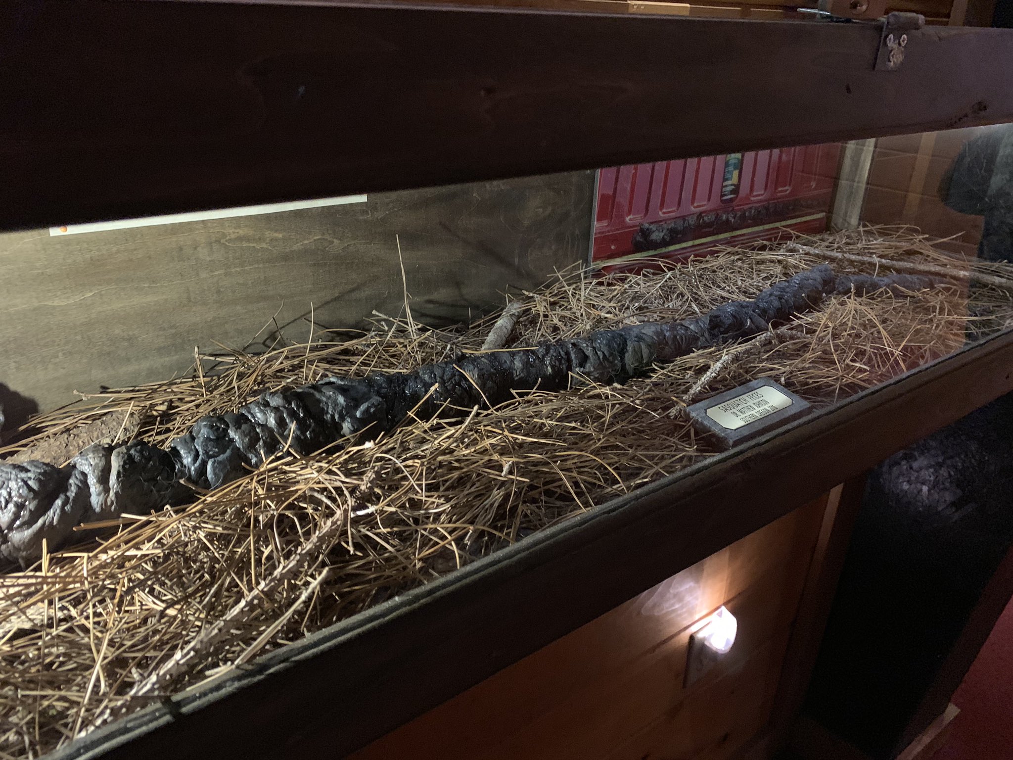 Pictures Of Bigfoot Poop