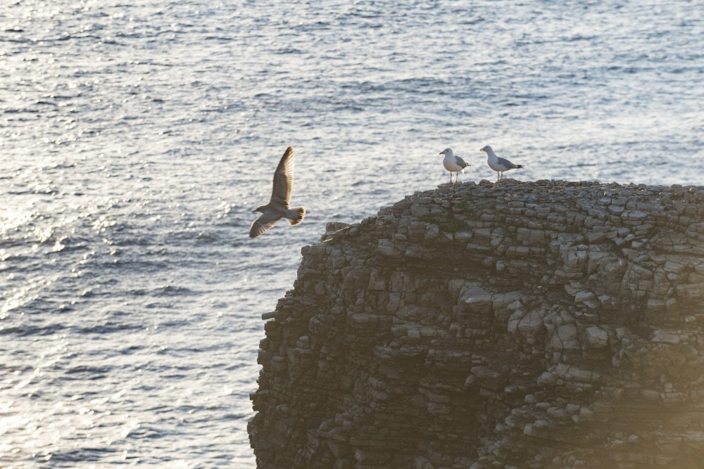 The sight of seabirds circling overhead or nesting on the cliff face ...