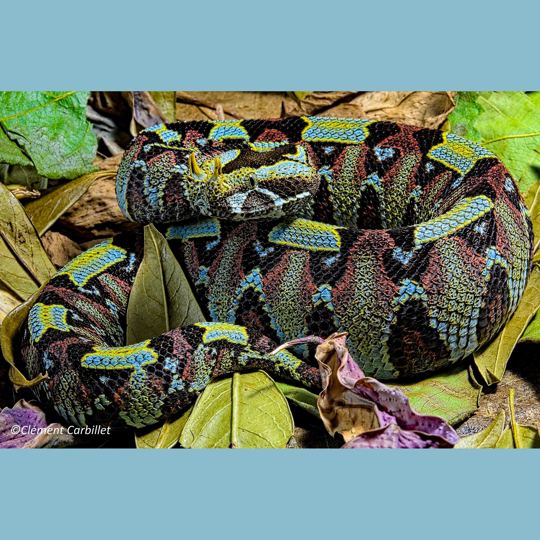 Rhino Viper Snake