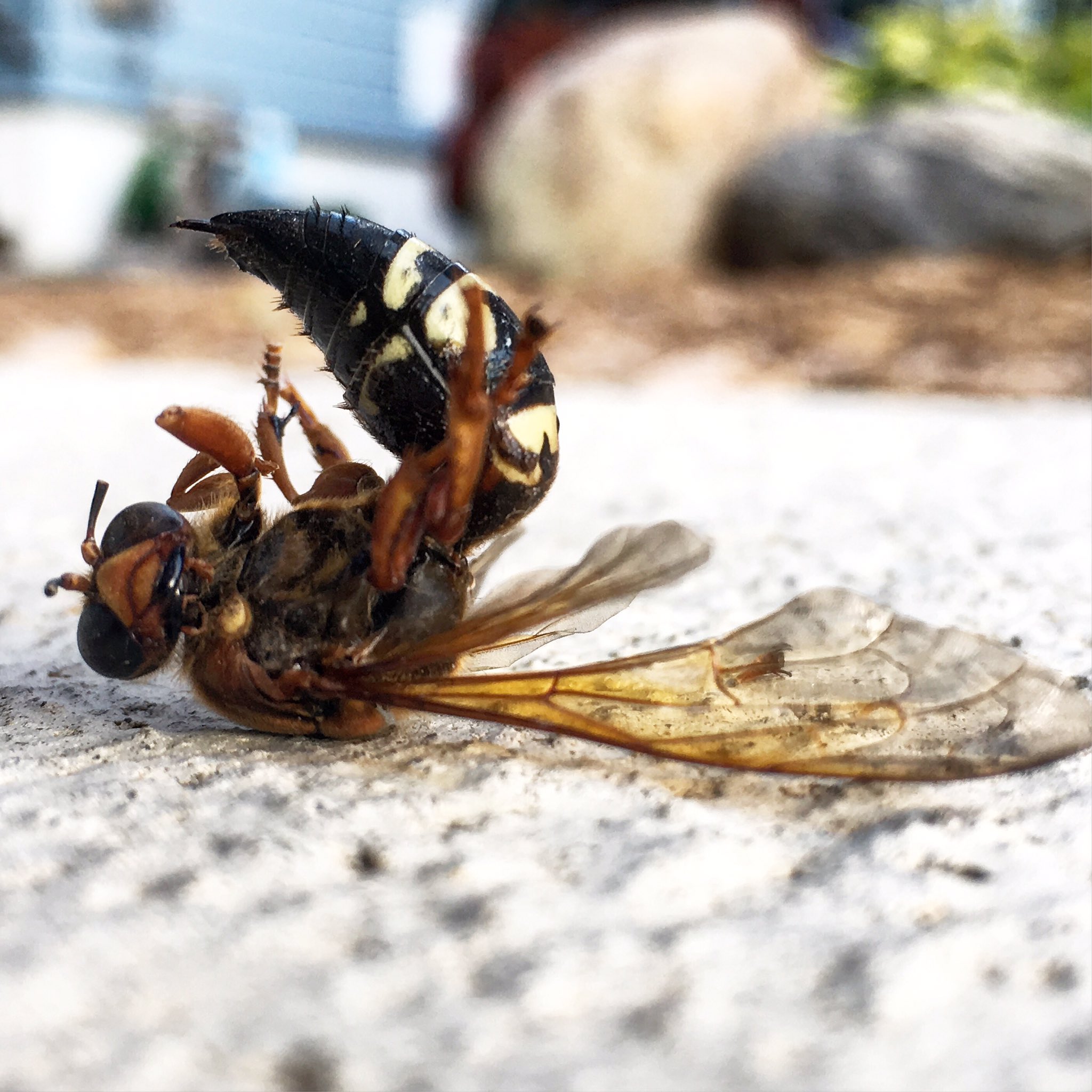 Giant Flying Nope