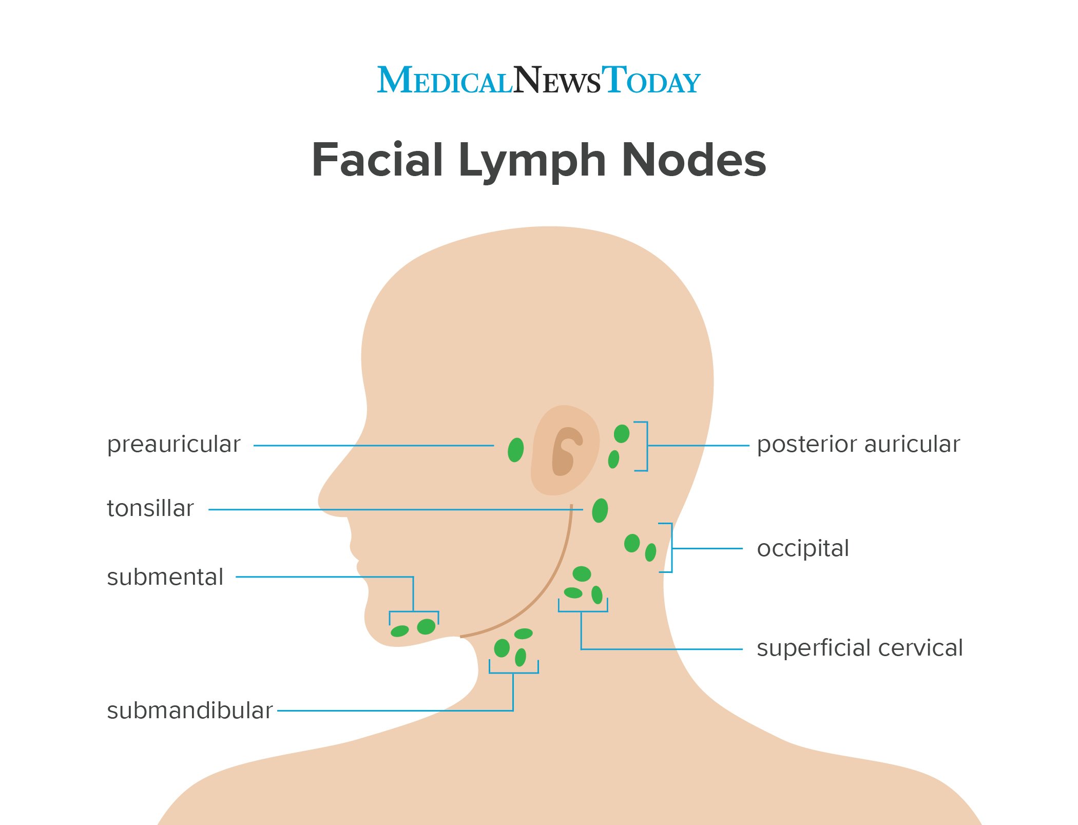 Posterior Auricular Lymph Nodes
