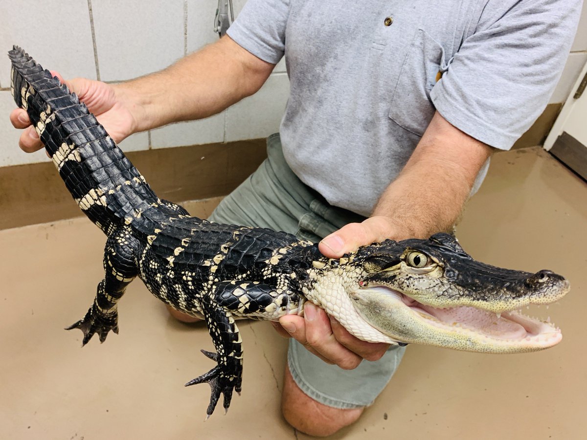 A close-up photo of the alligator confiscated by Chicago police Monday ...