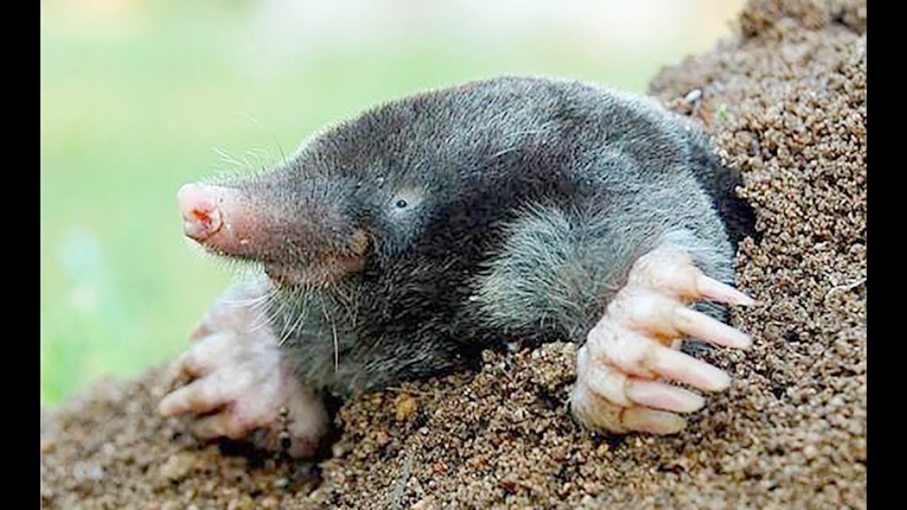 Mole With Glasses Cartoon