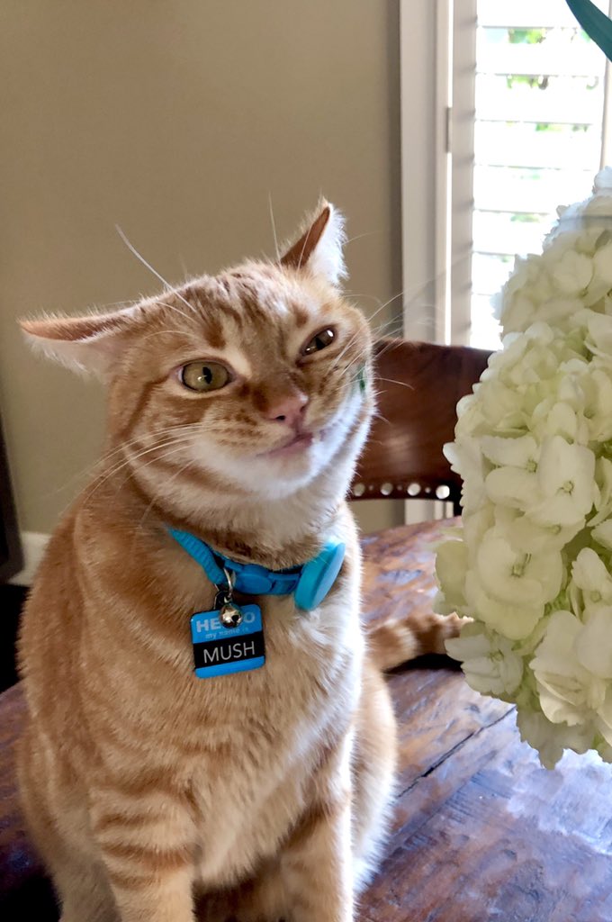 We must protect Mush at all costs : r/morningsomewhere