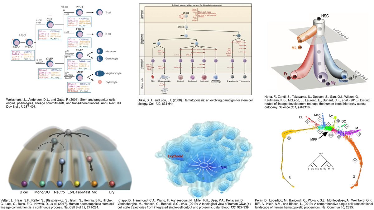 Haas Lab (@haas_lab) | Twitter