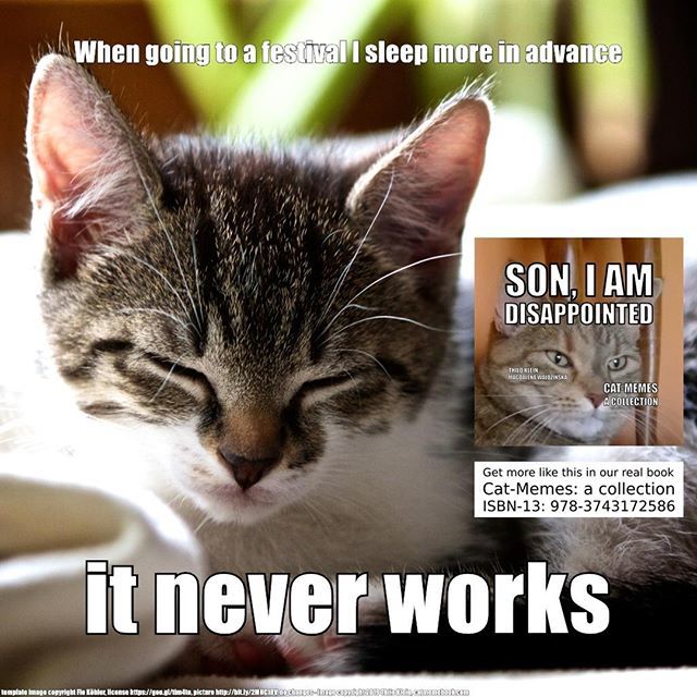 Festival Cat Memes When I Get Invited To A Social Event Grumpy Cat