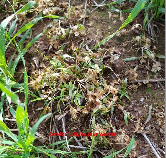 Sipcam Australia on Twitter: "There are no degrees of dead but these weeds are really dead. Wild ...