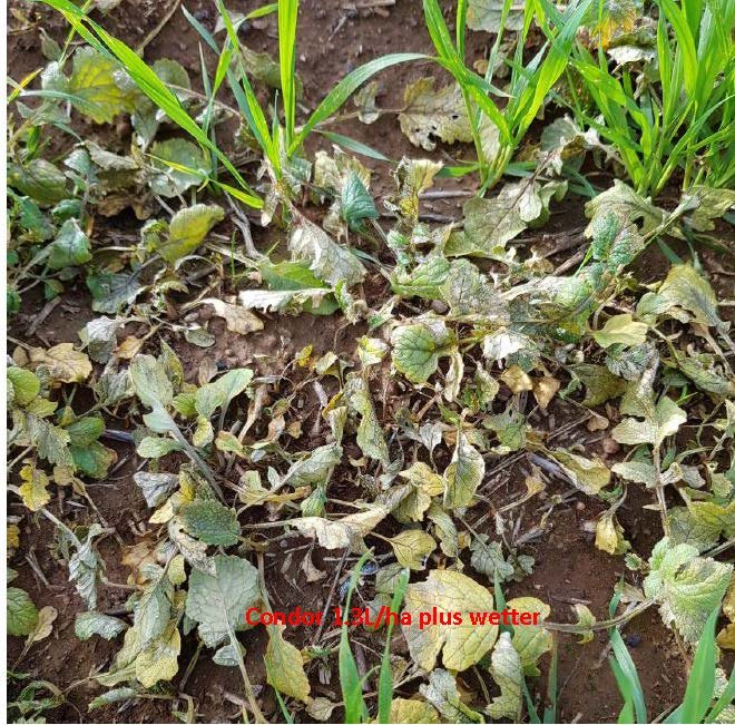 Sipcam Australia on Twitter: "There are no degrees of dead but these weeds are really dead. Wild ...