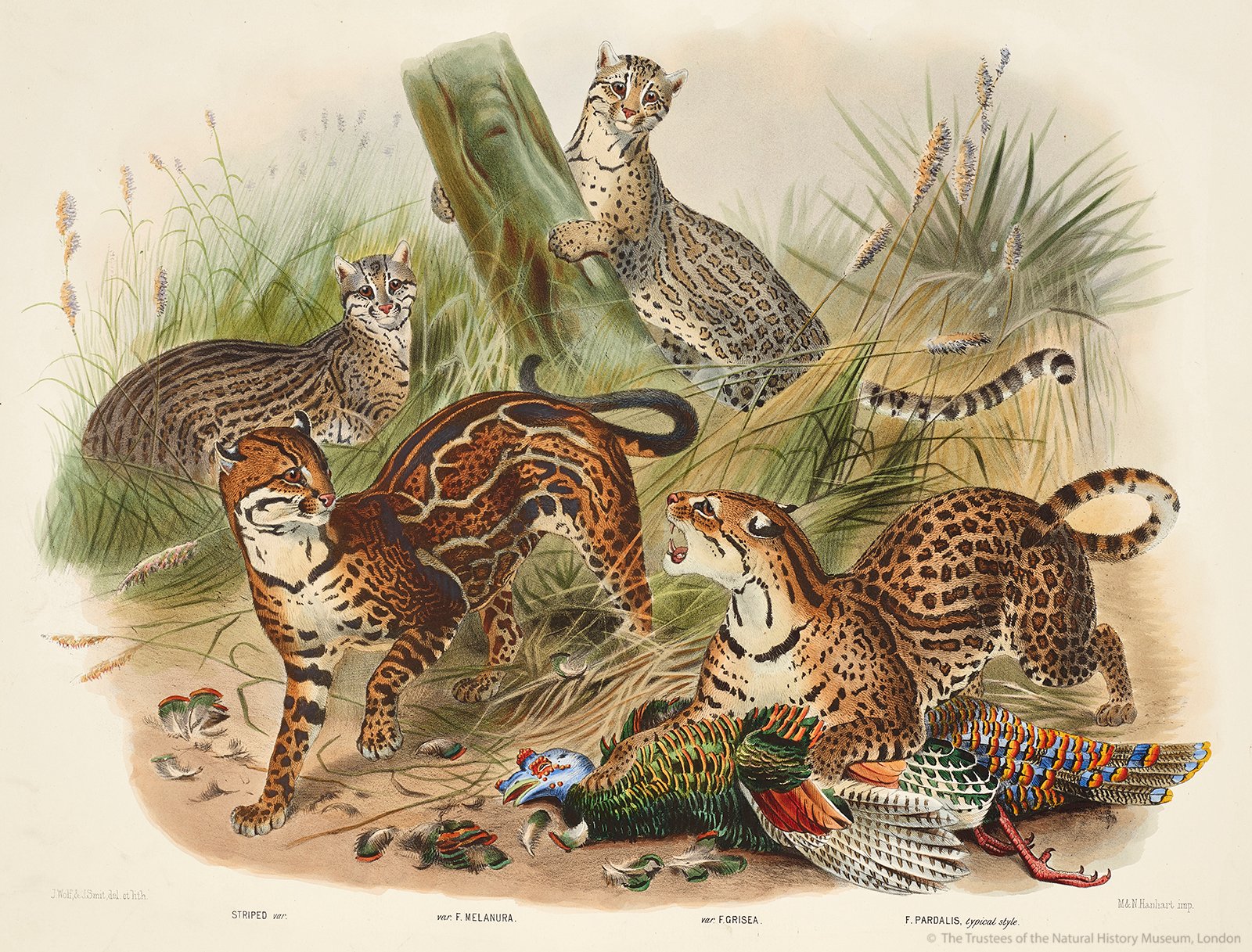 Familia Felidae The Origins Of Cats International Cat Care
