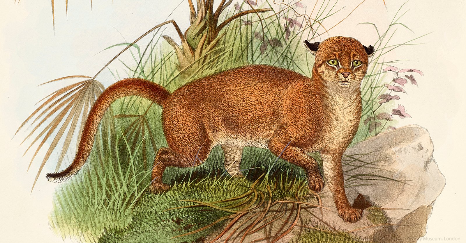 Bornean Bay Cat
