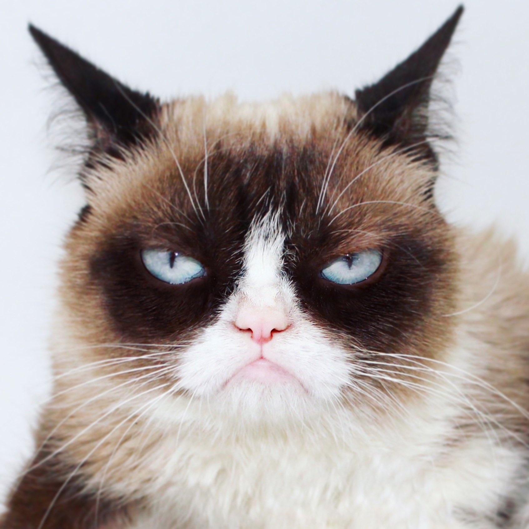 Grumpy Cat Cover Photos