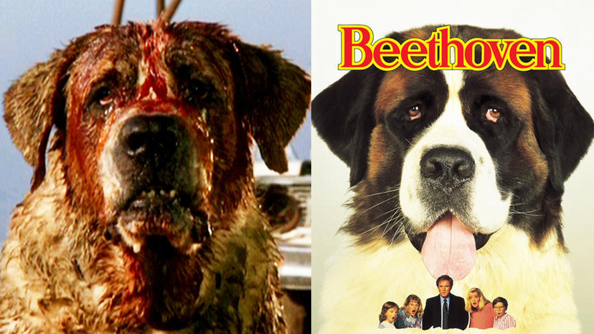 Is Cujo The Same Dog As Beethoven