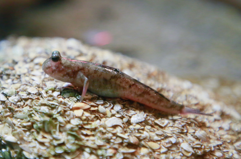 Baby Mudskipper Fish