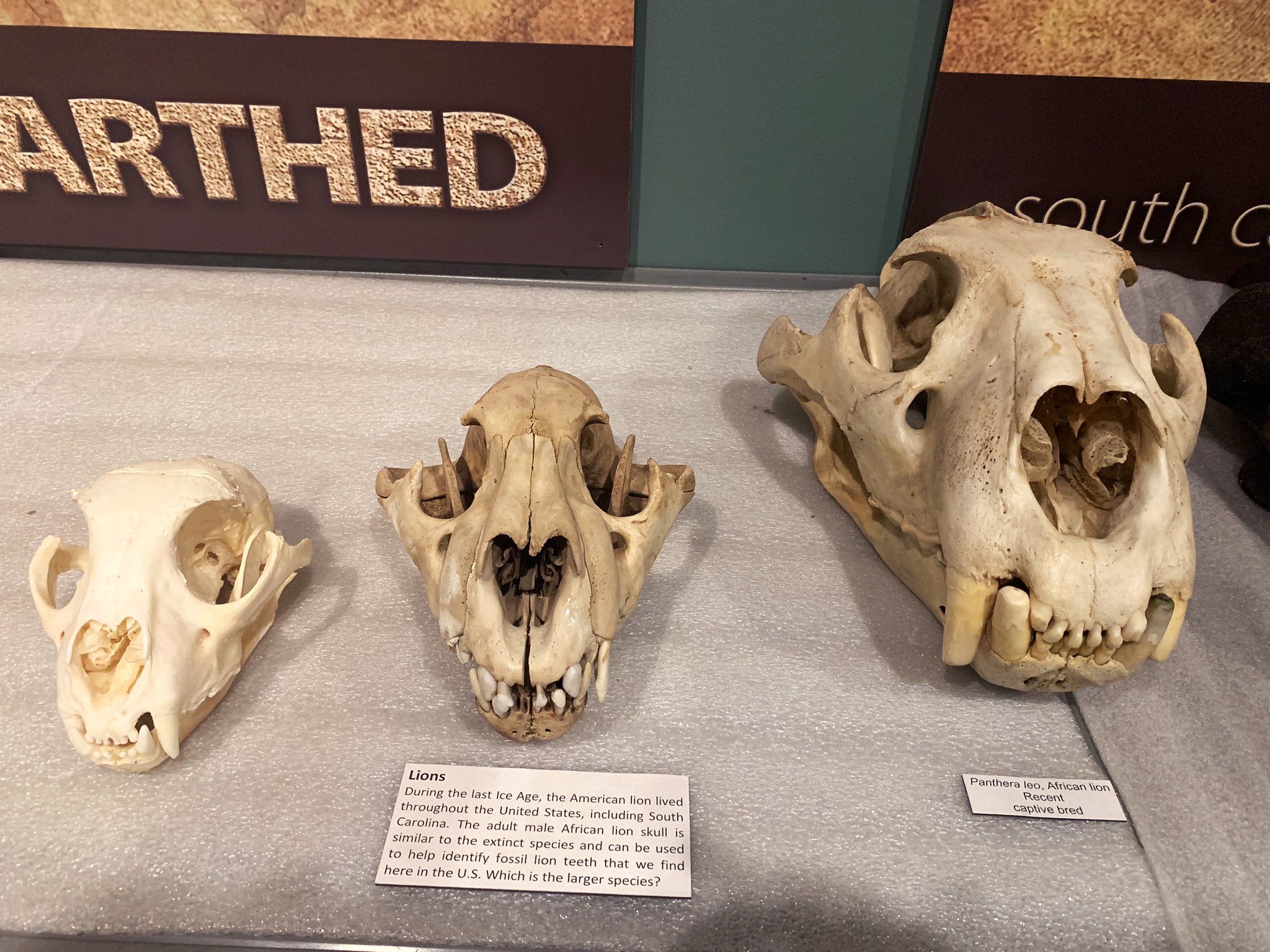 American Cheetah Skeleton