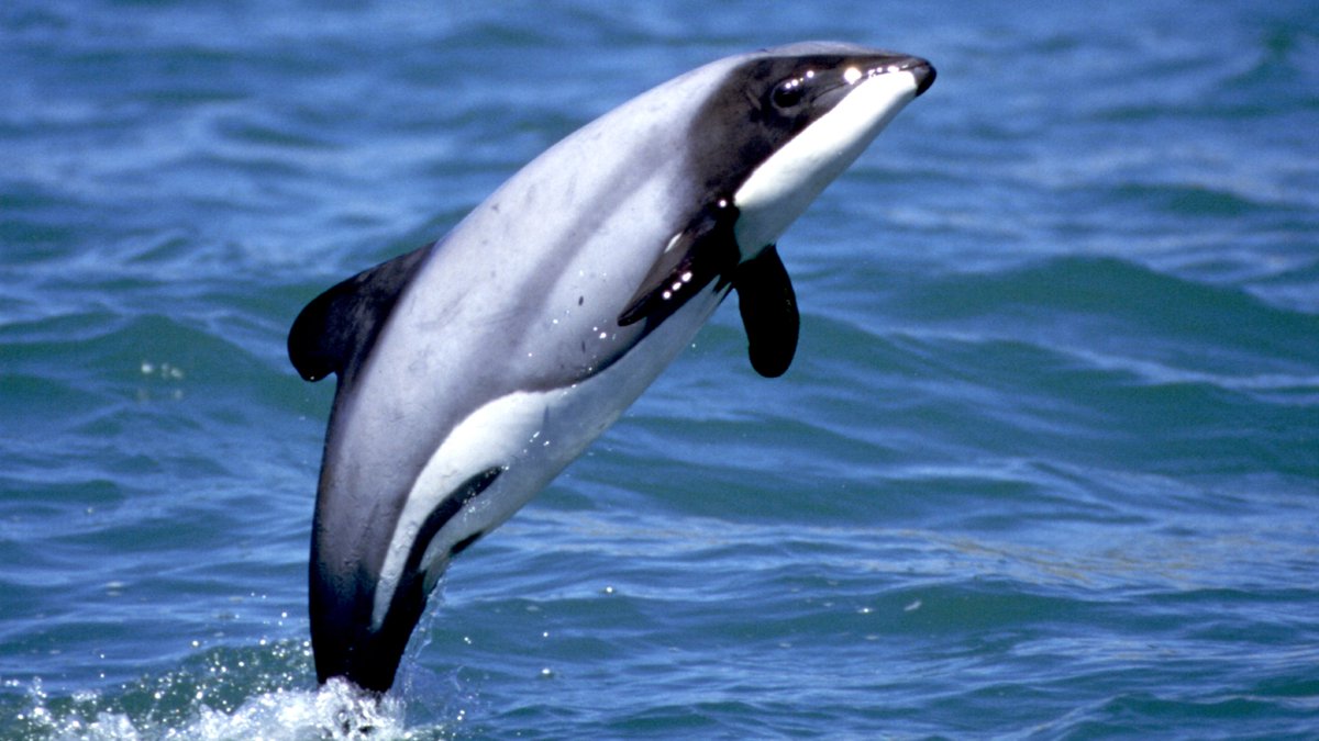 S29. The rare black-and-white dolphin species was discovered in the ...
