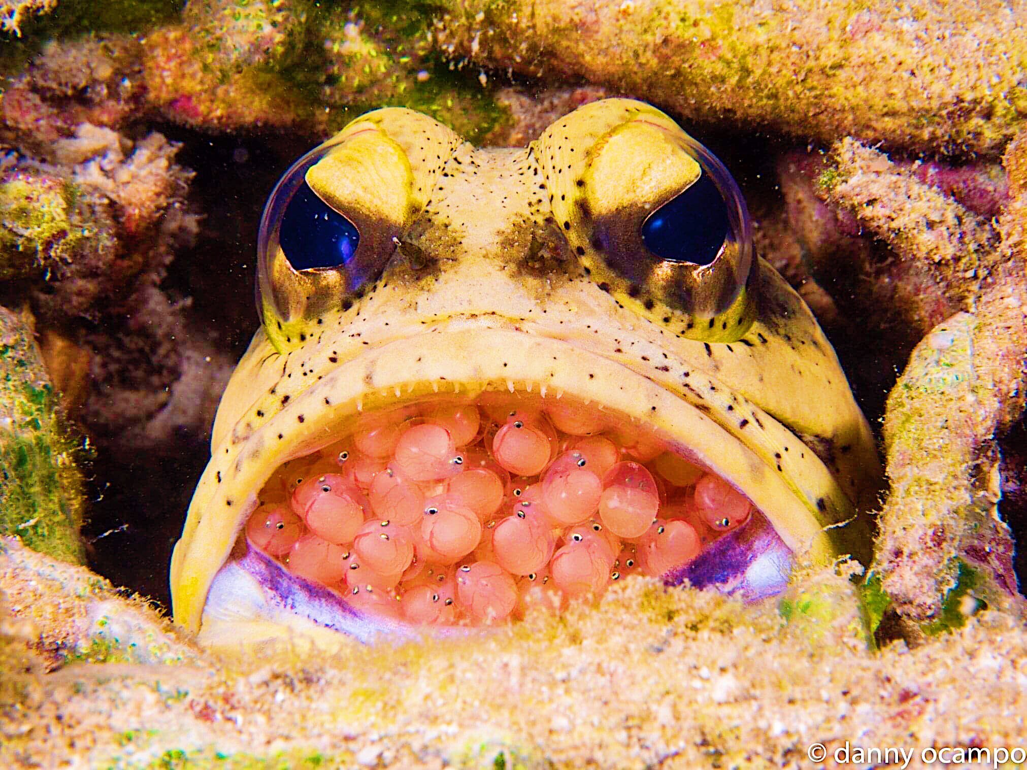 Fish With Eggs In Mouth